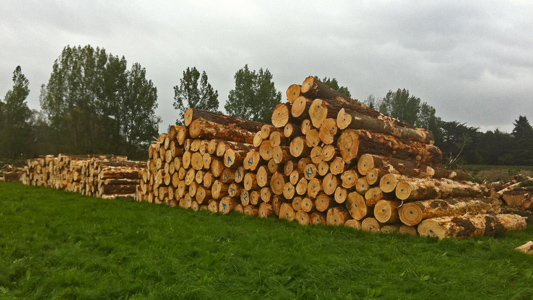 Logging, Post and Milling Services | Point Lumber Timaru, South Canterbury