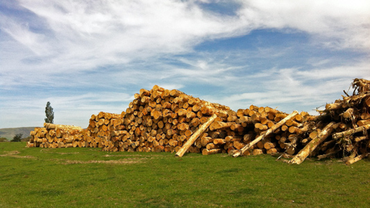 Logging, Post and Milling Services | Point Lumber Timaru, South Canterbury
