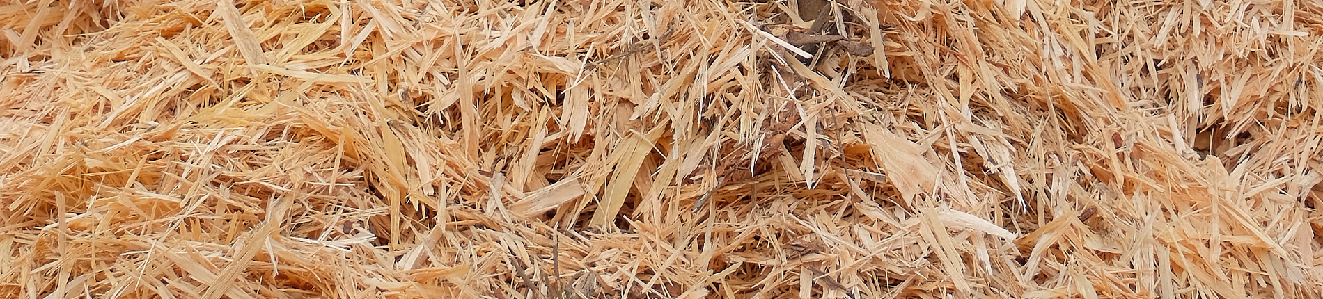 Point-Lumber_DSCF0594 | Point Lumber Timaru, South Canterbury